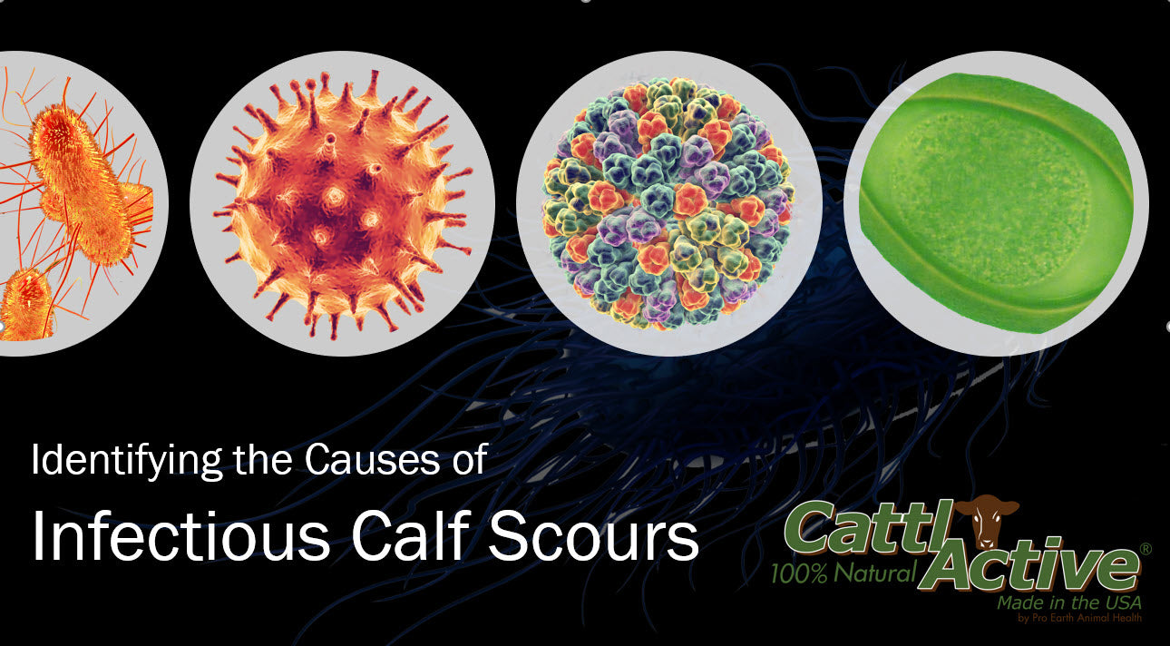 Calf Scours Color Chart