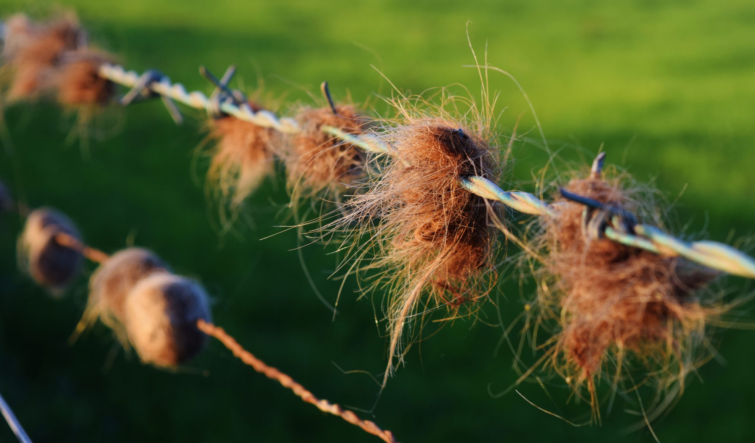 Lice Season is Approaching – Are You Ready? – Pro Earth Animal Health, Inc.