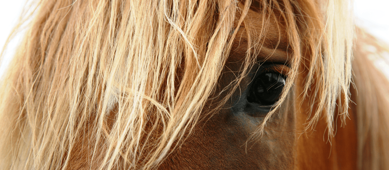 Zesterra – Pro Earth Animal Health, Inc.